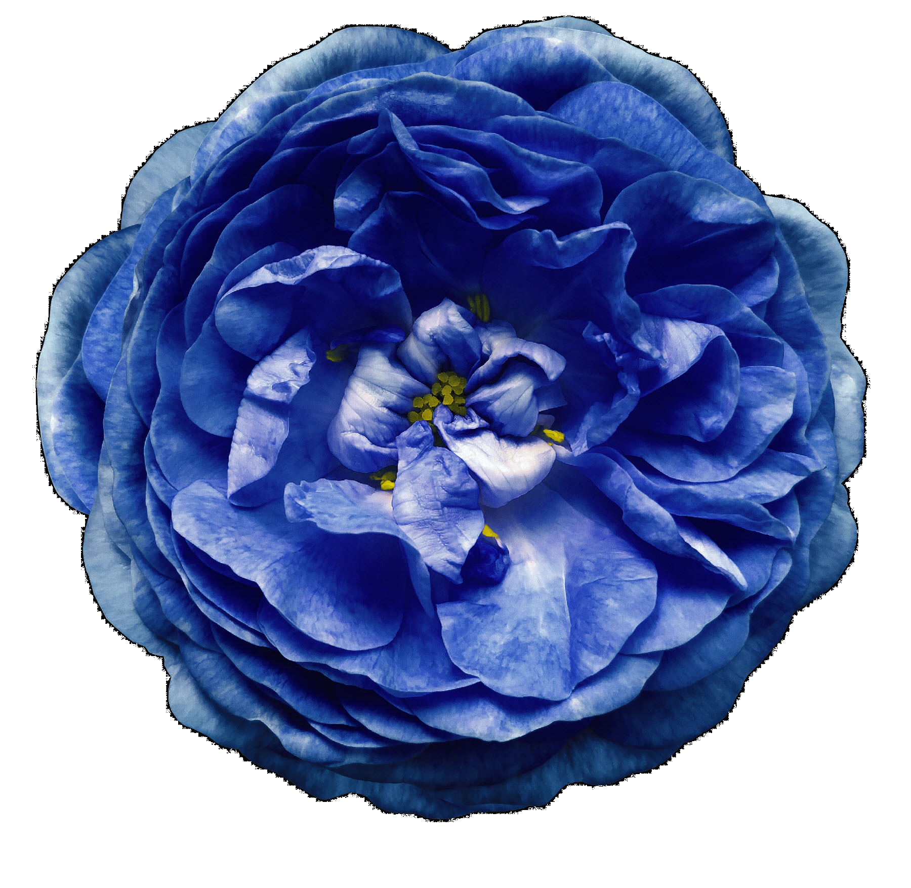 The Mystical Sacred Heart Rose - Physically Immortal